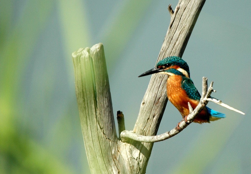 Observació d’ocells - Turisme de la Ribera d'Ebre