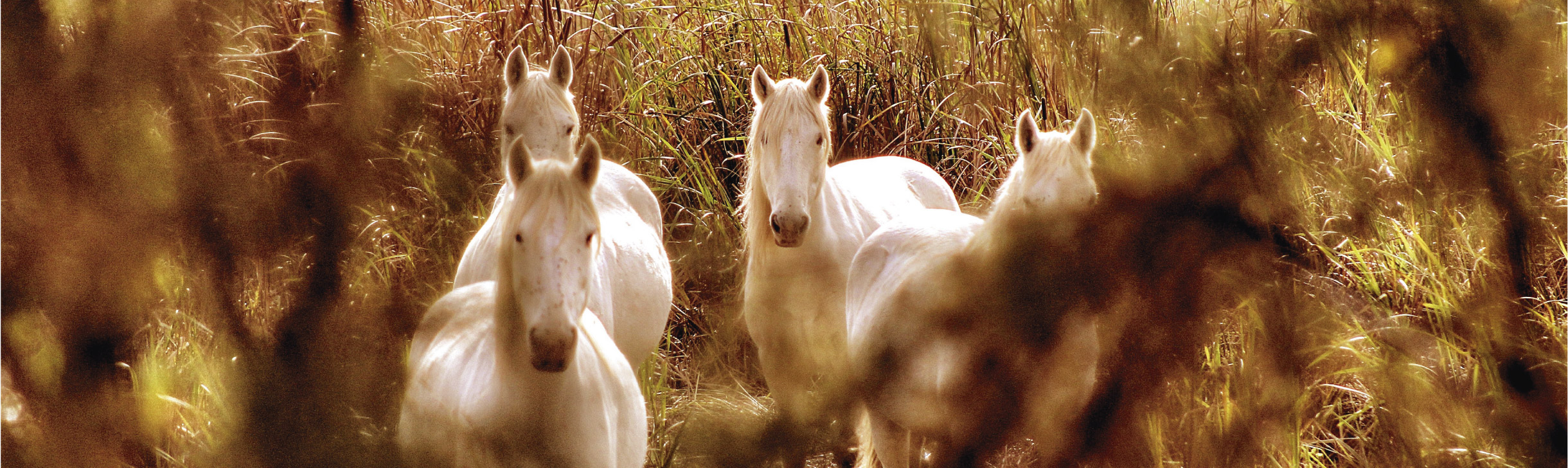 Visita ornitològica a la Reserva Natural de Sebes